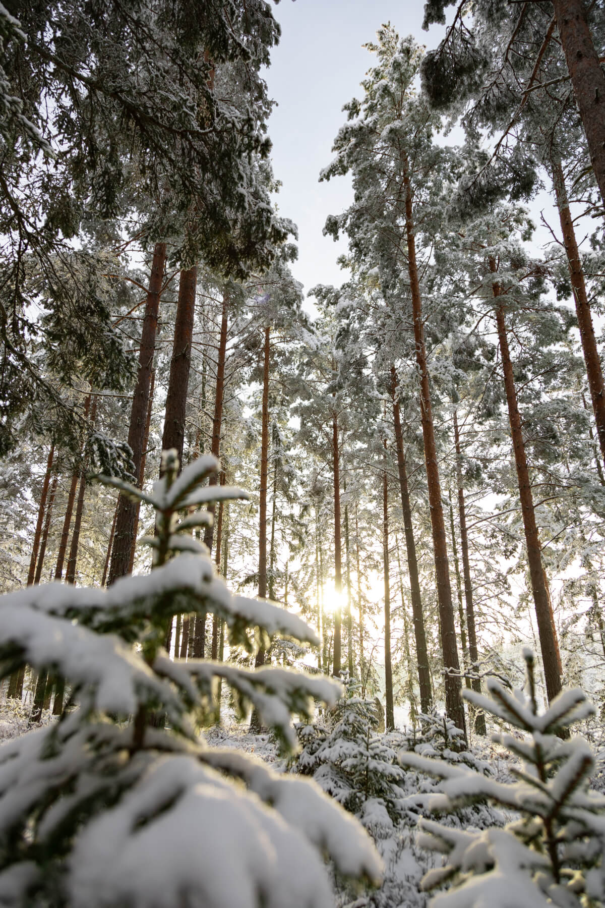 Tour planning in winter: Nature-friendly and safe on the trail