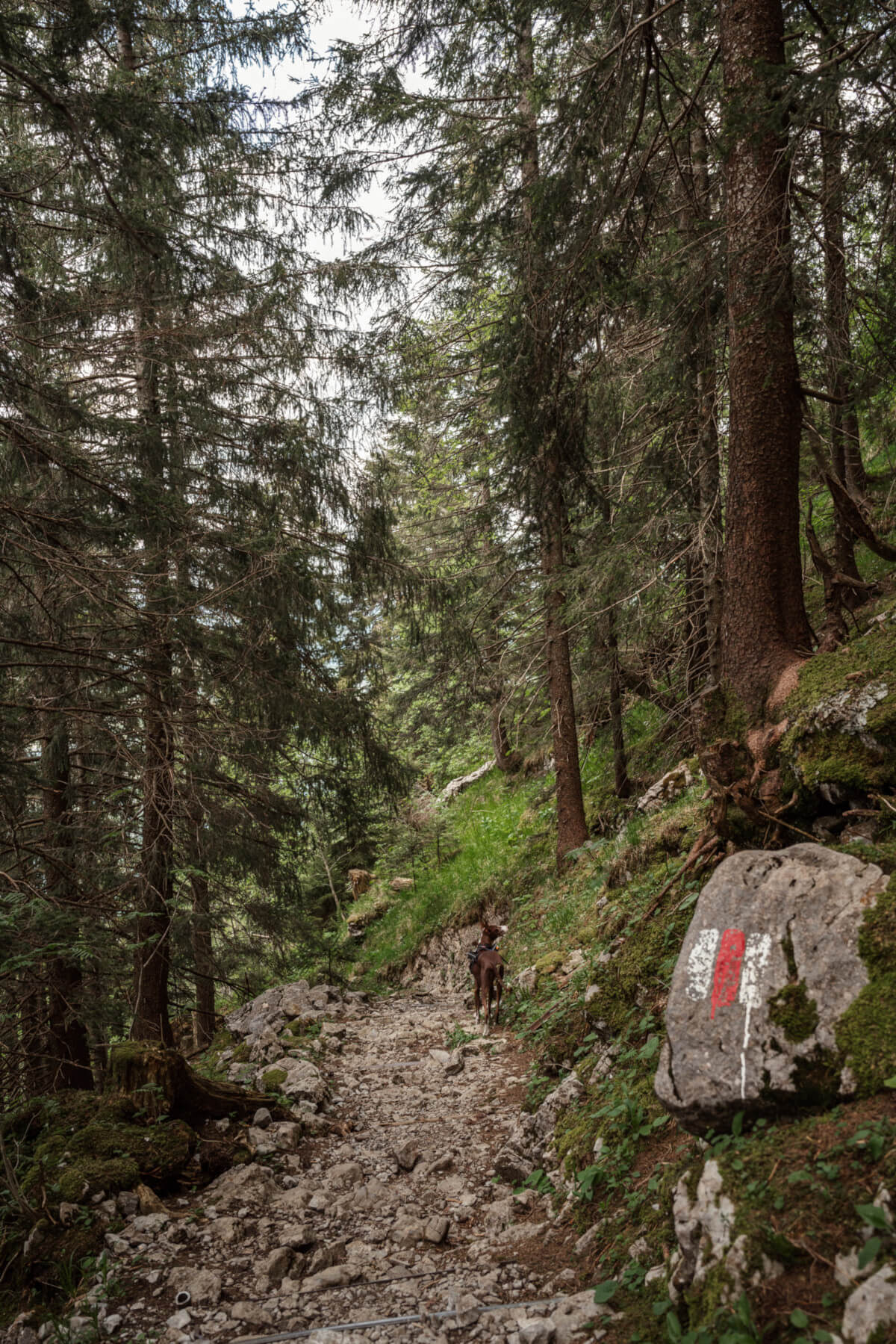 Tour tip: Circular route Schäfler & Ebenalp in Appenzell